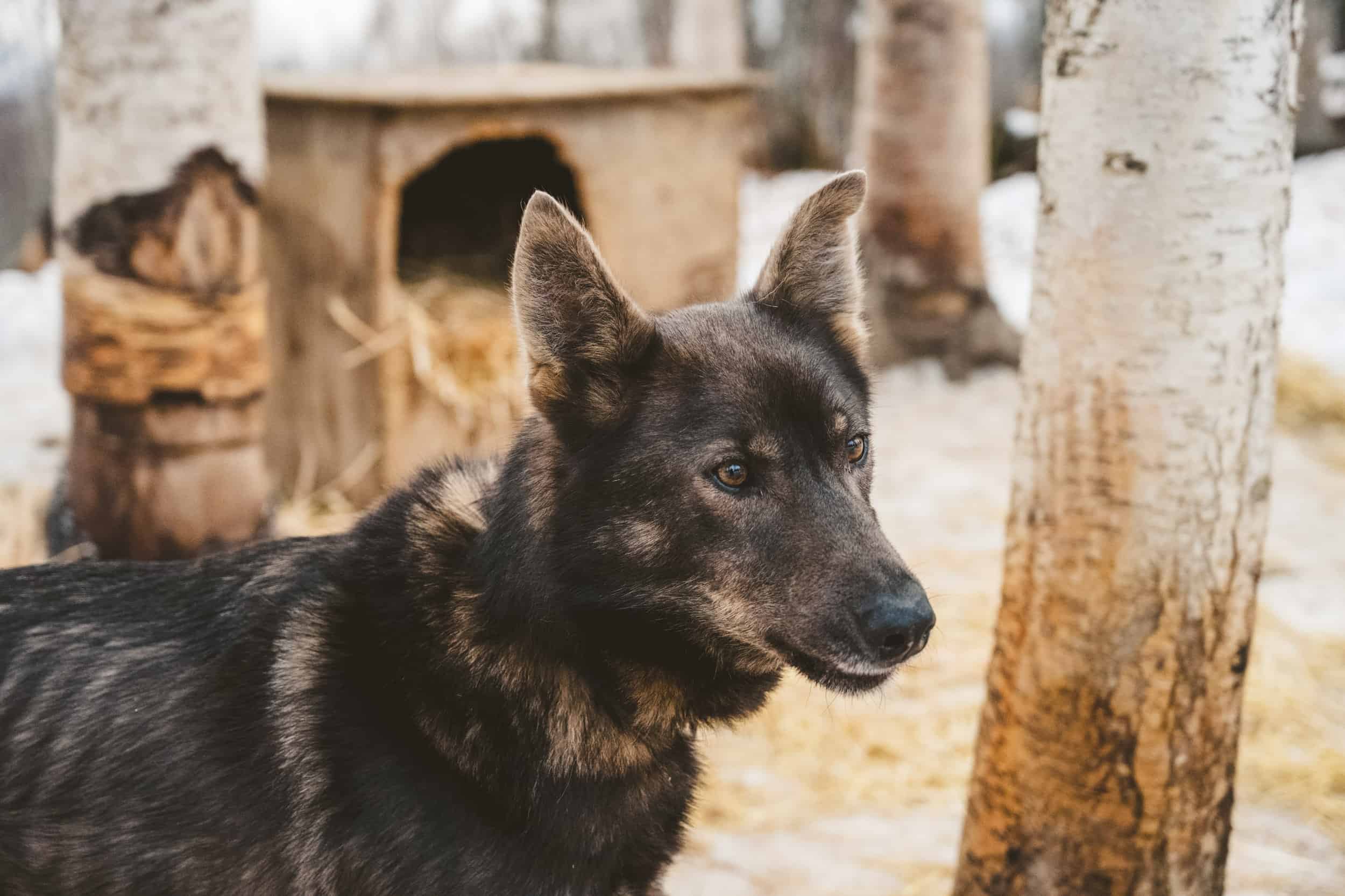 Alaska Dog Sled Tours - Top-rated Alaska Helicopter Tours - Outbound ...