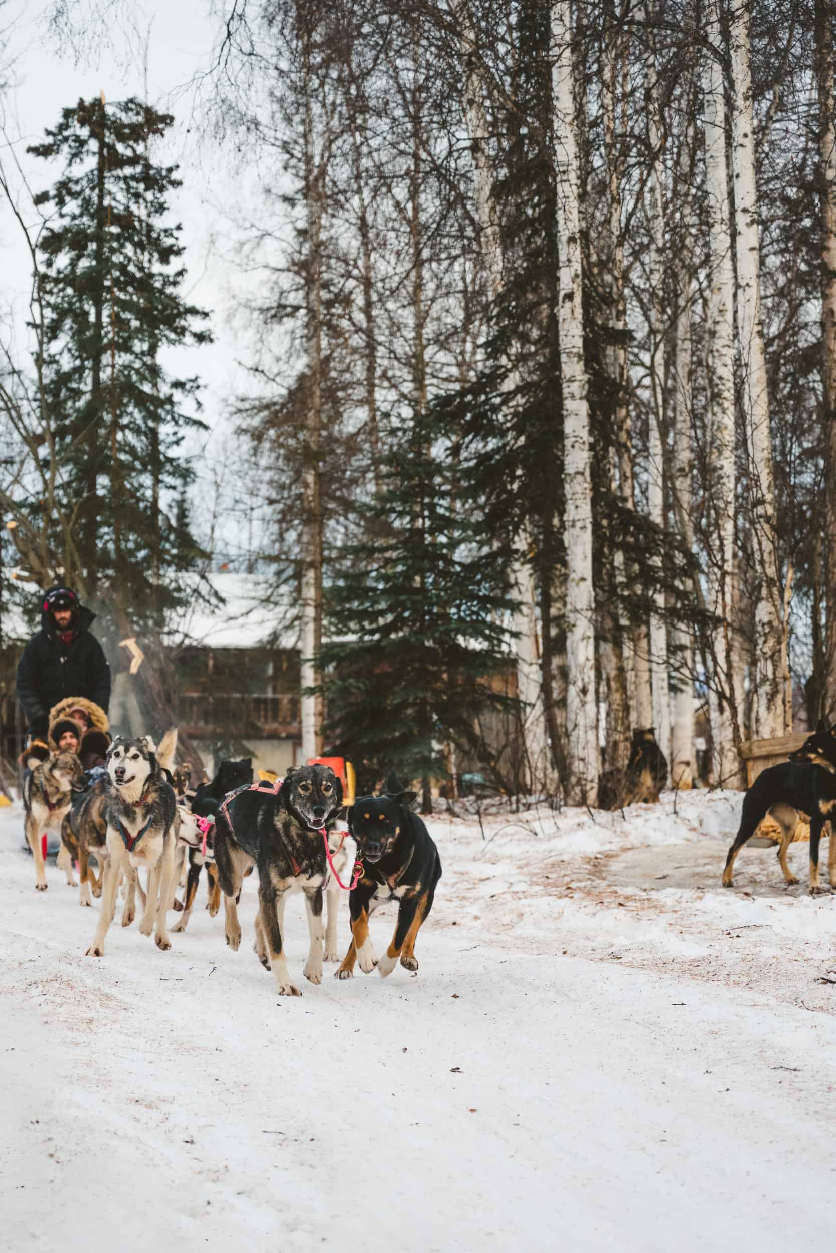 Alaska Dog Sled Tours - Top-rated Alaska Helicopter Tours - Outbound ...